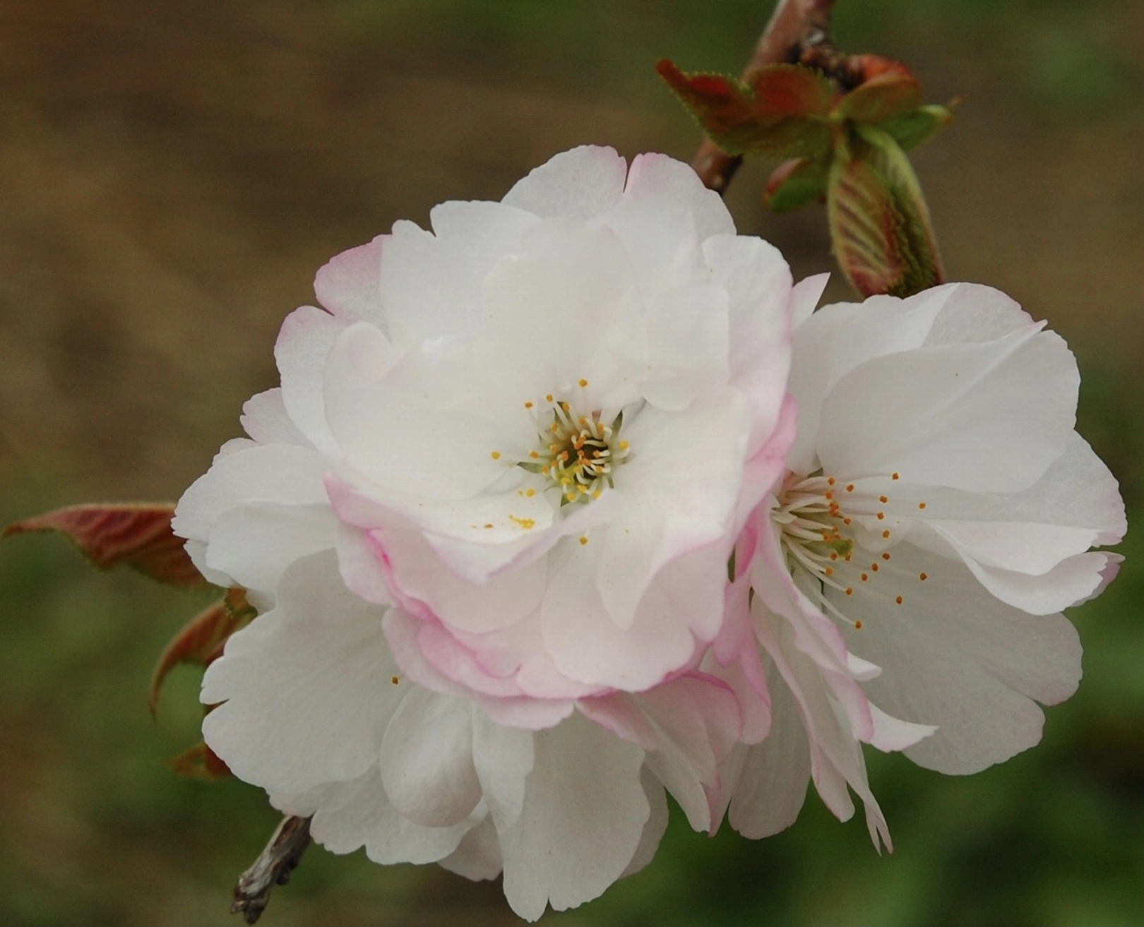 Sakura, i ciliegi sbocciano in Giappone: dove e quando vederli